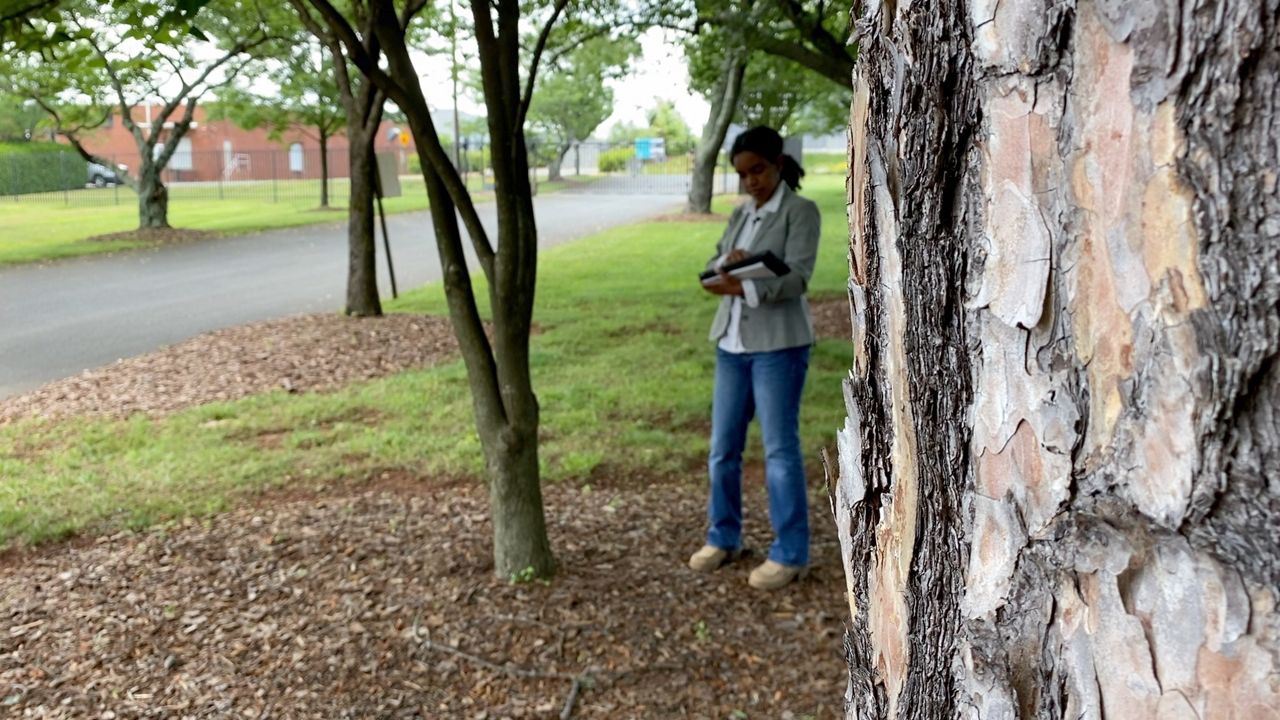 Protecting Charlotte S Shrinking Tree Canopy
